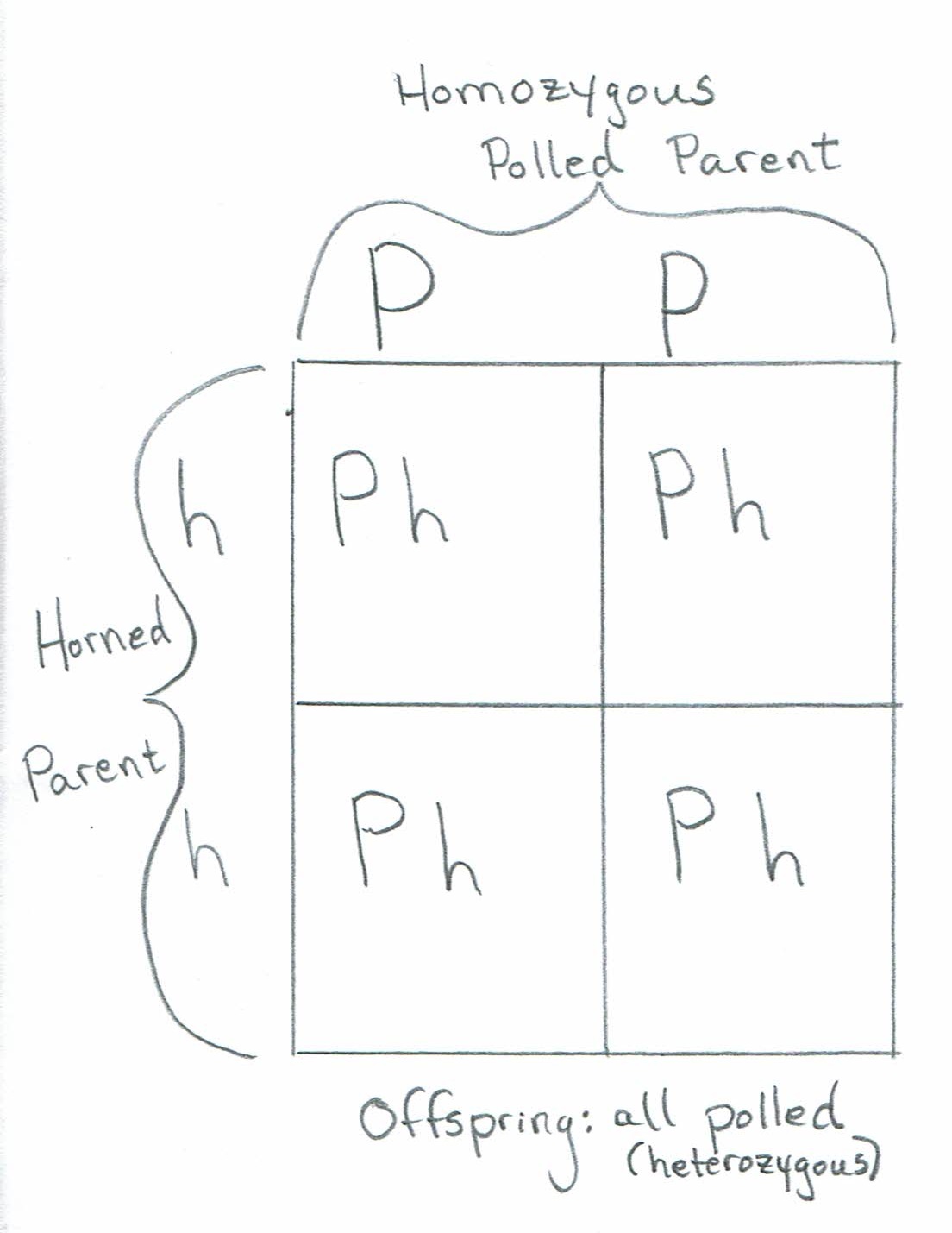 How Does the Polled Trait Work? | Bestyet A.I Sires | Grazing Genetics ...