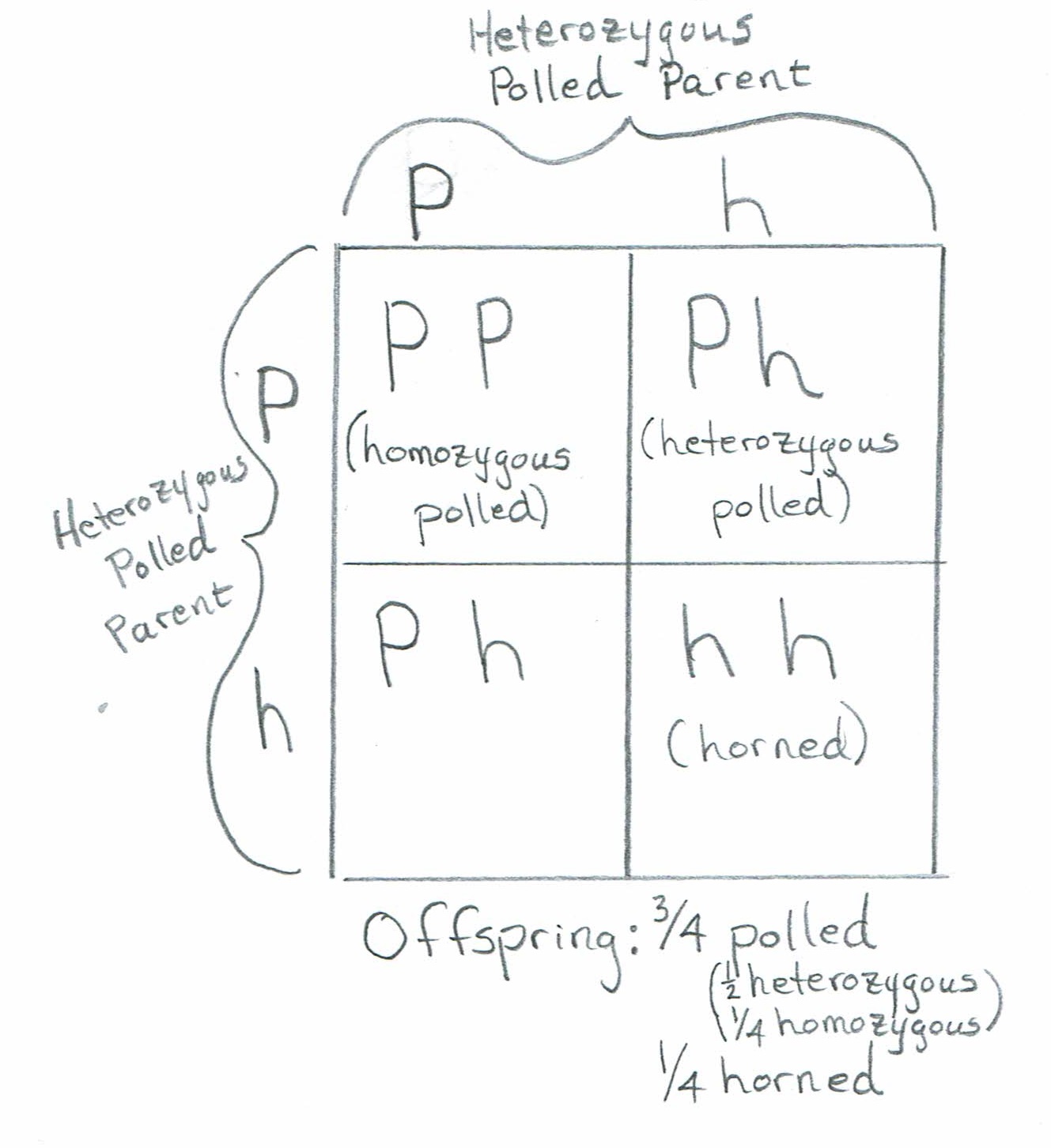 How Does the Polled Trait Work? | Bestyet A.I Sires | Grazing Genetics ...