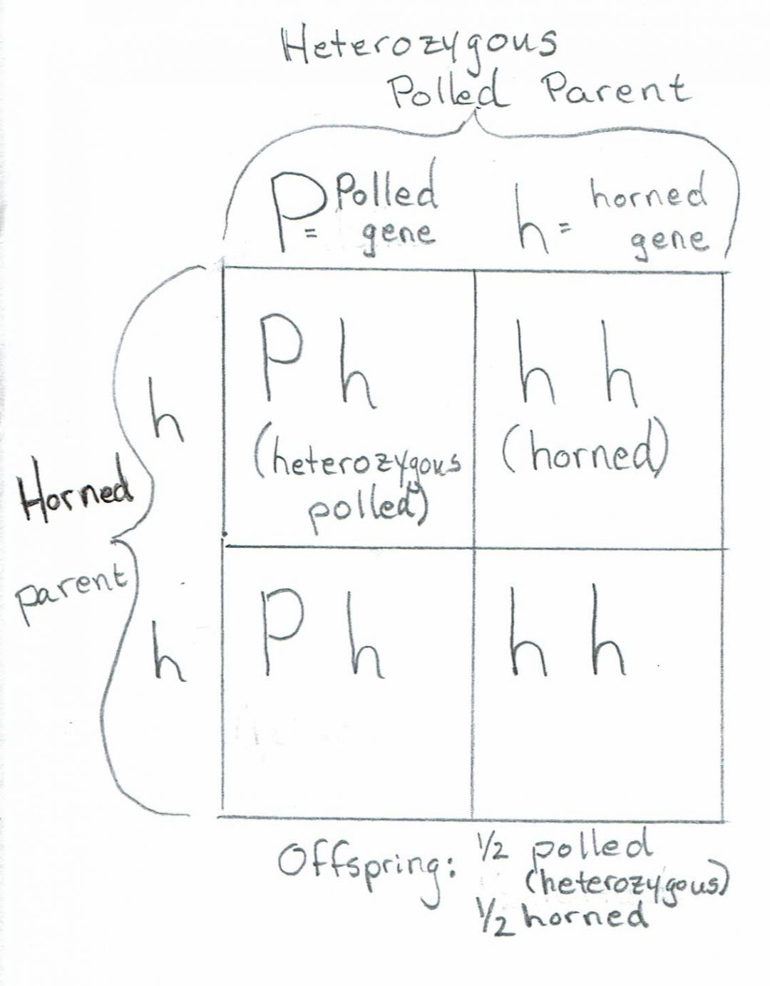 How Does the Polled Trait Work? | Bestyet A.I Sires | Grazing Genetics ...